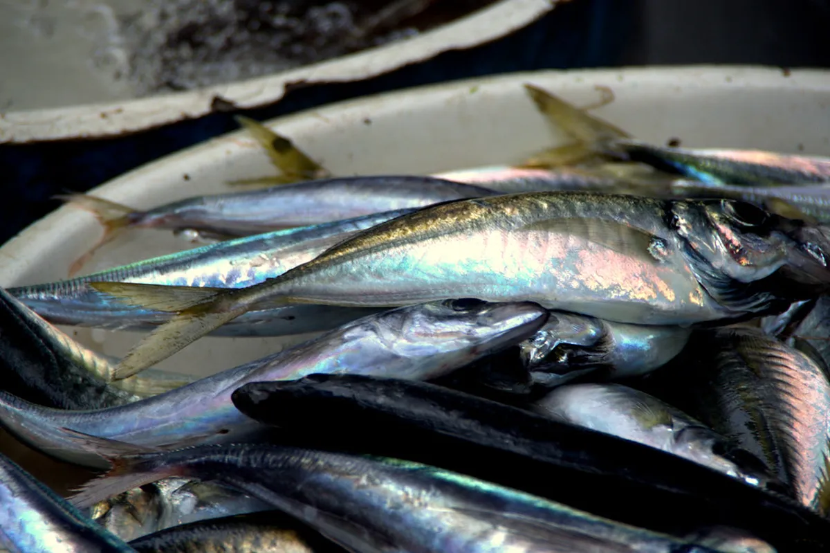 Naples Seafood Delicacies: A Culinary Voyage